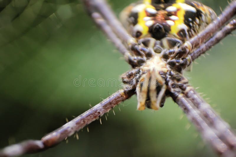 Asian Spider Flower, Broadleaf Weed Stock Image - Image of thai, plant ...