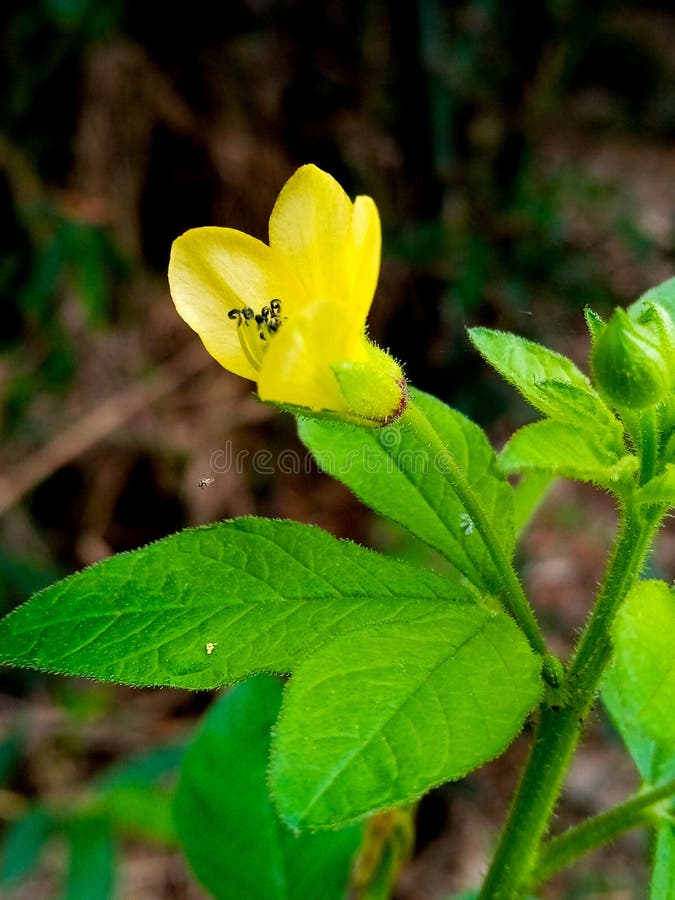 Asian Spider Flower& X28;cleome Viscosa& X29;-… Stock Image - Image of ...