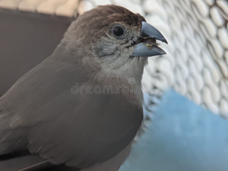 Asian Spraw Stock Photos - Free & Royalty-Free Stock Photos from Dreamstime