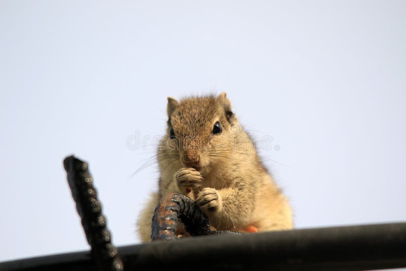 Asian squirrel stock image. Image of texture, eyes, cute - 62774927