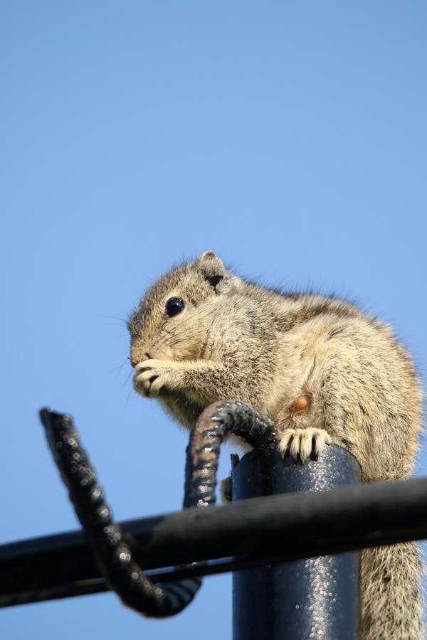 Asian squirrel stock image. Image of rodent, wildlife - 63482531