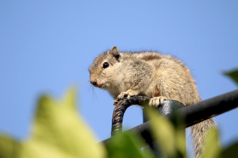 Asian squirrel stock image. Image of hairs, outdoor, eyes - 62775209