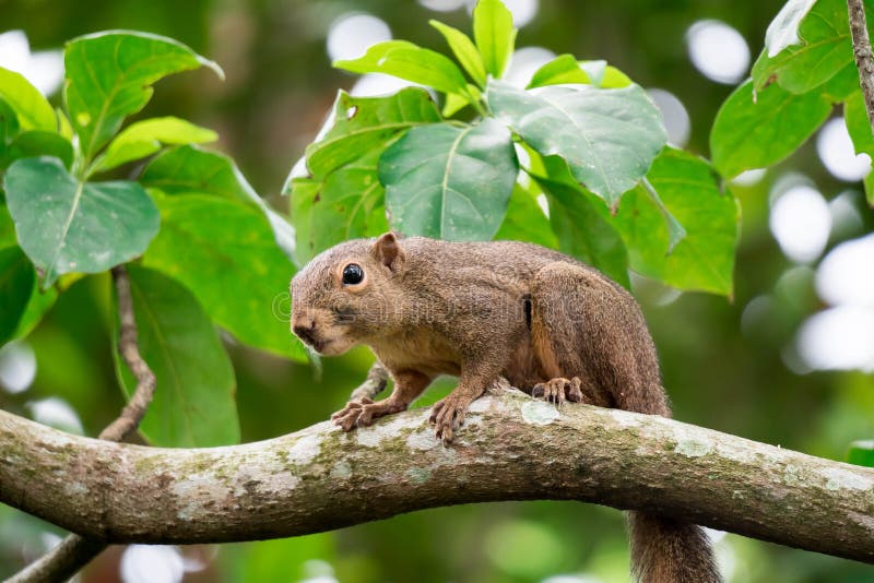 2,983 Asian Squirrel Stock Photos - Free & Royalty-Free Stock Photos ...