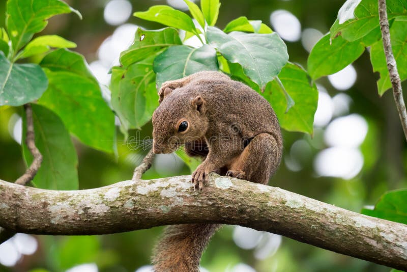 Asian Squirrel on Tree while Looking for Food Stock Photo - Image of ...