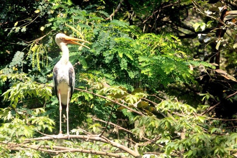 Asian Stork in Forest Tree Branches Stock Photo - Image of stork ...
