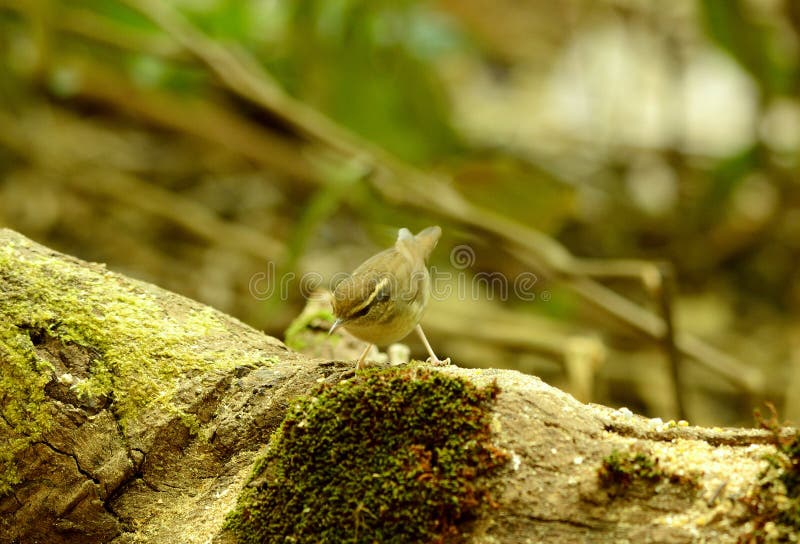 Asian Stubtail (Urosphena Squarmeiceps) Stock Photo - Image of possing ...