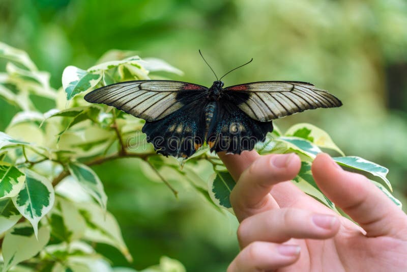 Asian Swallowtail Papilio Lowi Stock Photo - Image of closeup, sitting ...