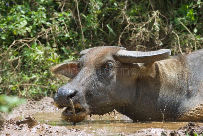 1,885 Carabao Stock Photos - Free & Royalty-Free Stock Photos from ...