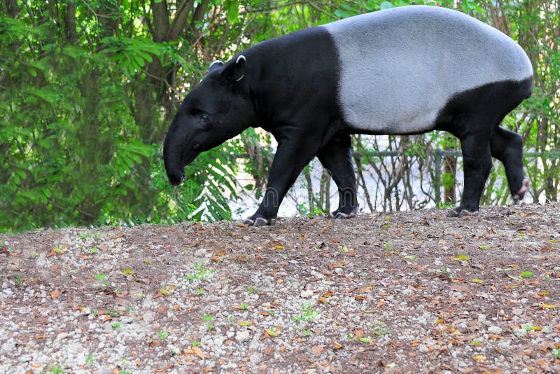 Female Tapir stock image. Image of tropical, asia, saddle - 21481299