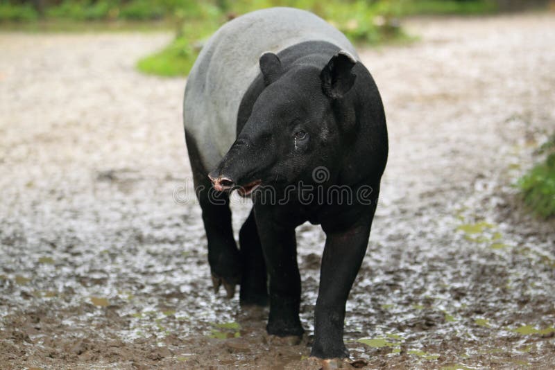Asian tapir stock image. Image of asia, tapirus, grass - 26611445