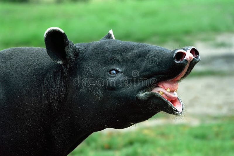 Tapir stock image. Image of central, america, snout, safari - 30795663