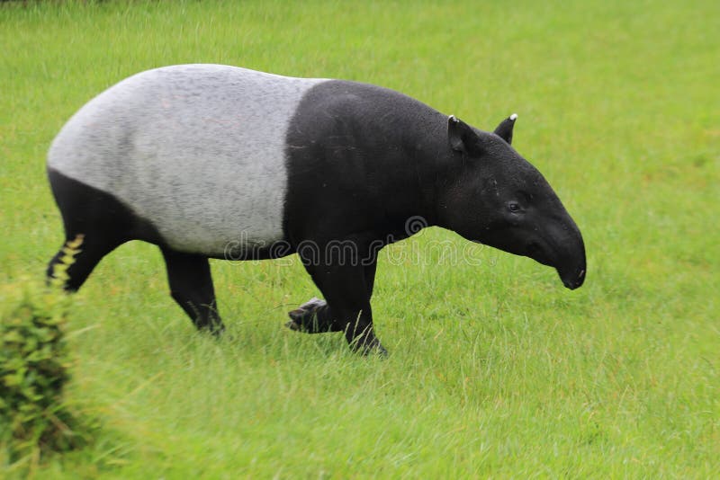 Malayan tapir stock image. Image of asian, tapir, grass - 19102295