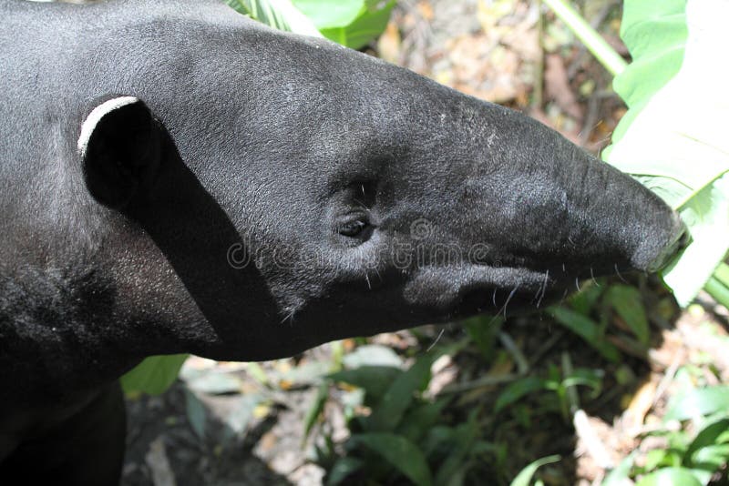 Asian Tapir Head Isolated on Black Backround. Malayan Tapir Stock Image ...