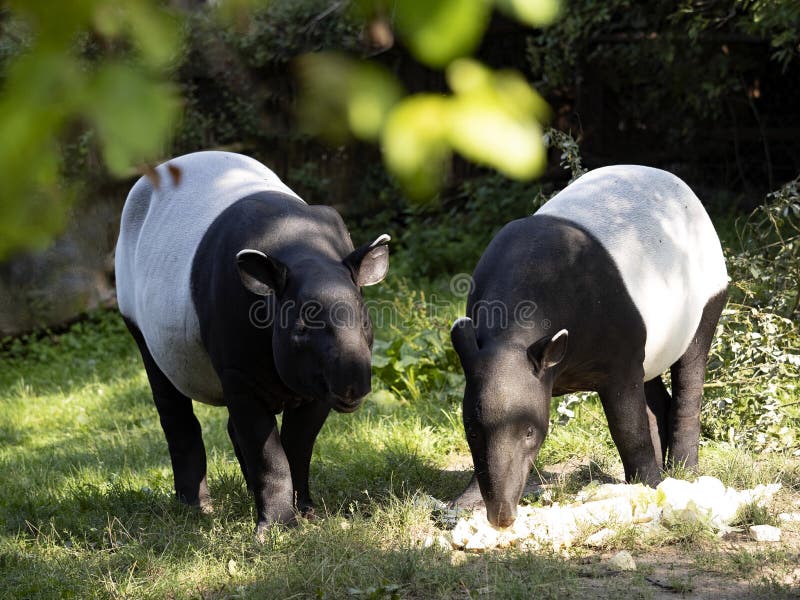 Asian Tapir, Tapirus Indicus, is Definitely the Most Beautiful Tapir ...