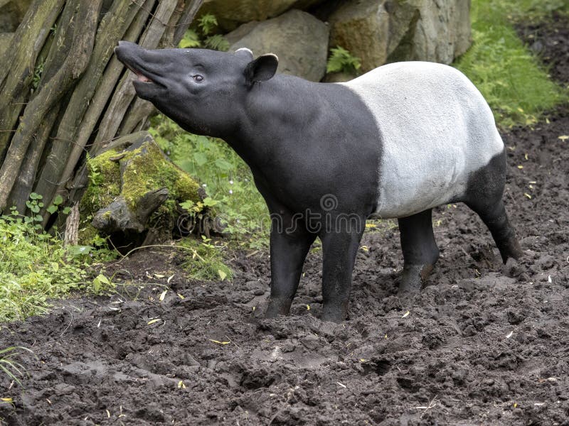 Asian Tapir, Tapirus Indicus, Has a Curious Black and White Color Stock ...