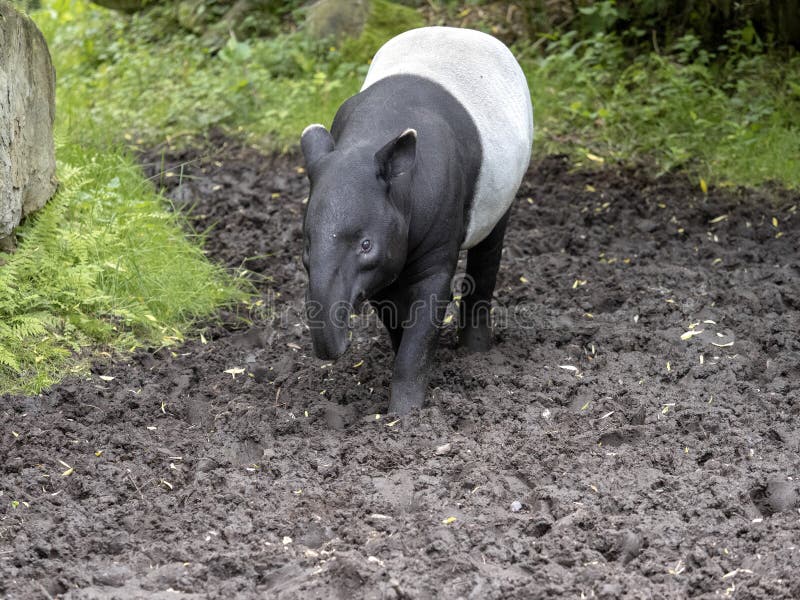 Asian Tapir, Tapirus Indicus, Has a Curious Black and White Color Stock ...