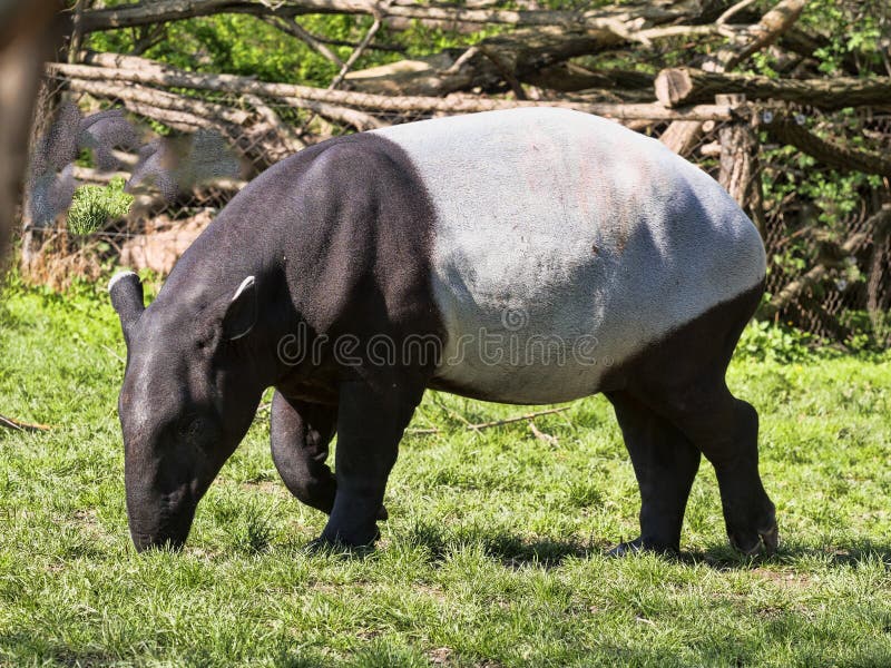 Asian tapir stock image. Image of asia, tapirus, grass - 26611445