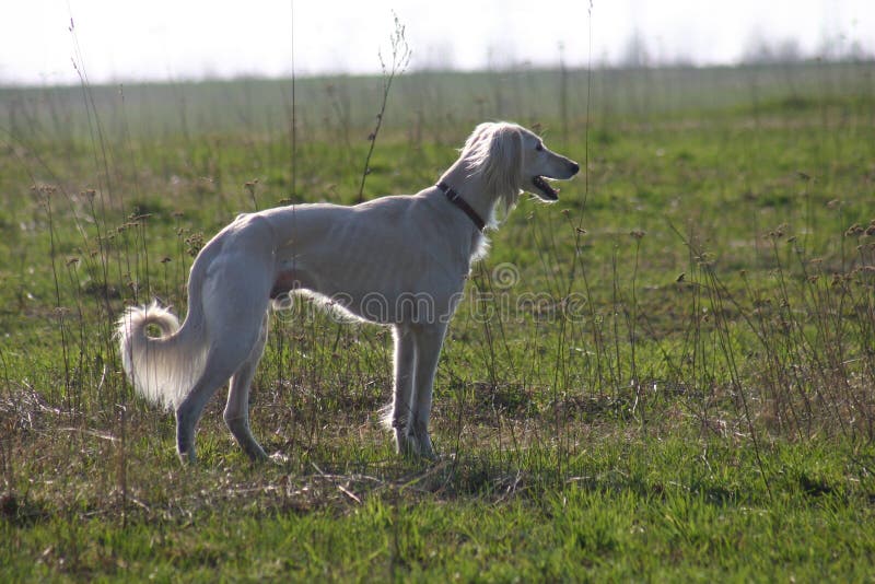 Asian tazy stock image. Image of breed, saluki, borzoi - 8555357