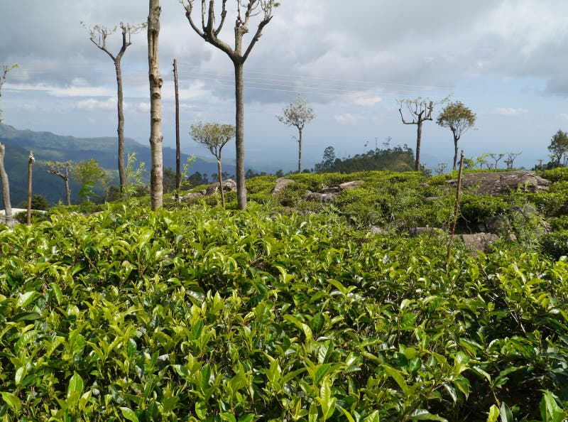 Asian tea bushes stock photo. Image of island, asian - 38583928