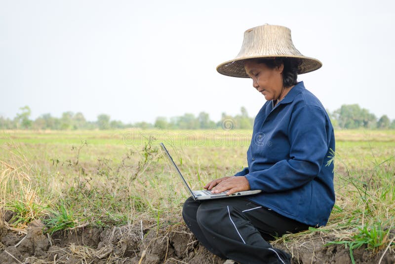 Asian Thai Farmer Using Laptop Computer in the Rice Field Stock Image ...