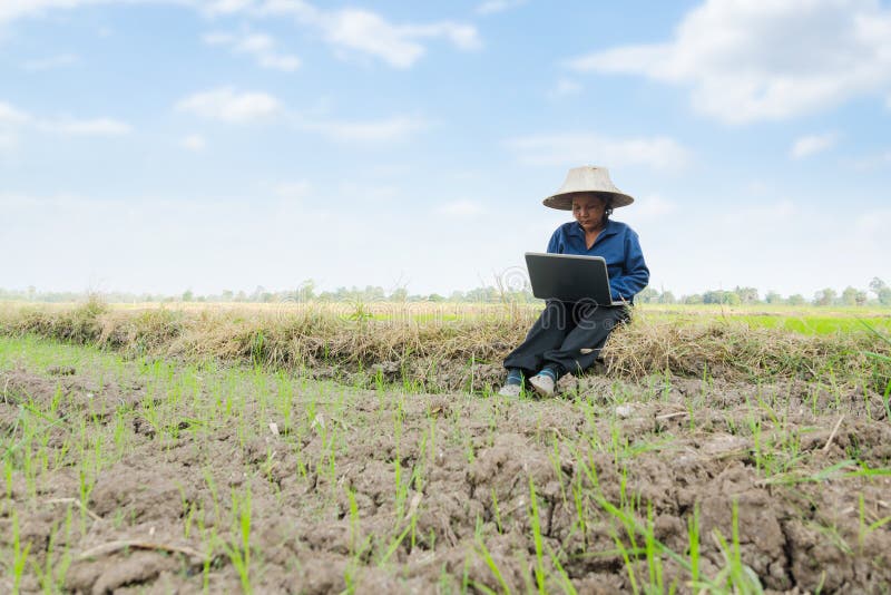 Asian Thai Farmer Using Laptop Computer in the Rice Field Stock Photo ...