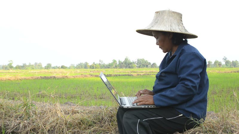 Asian Thai Farmer Using Laptop Computer in the Rice Field Stock Footage ...