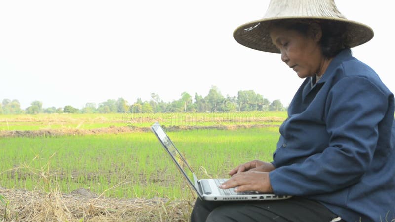 Asian Thai Farmer Using Laptop Computer in the Rice Field Stock Footage ...