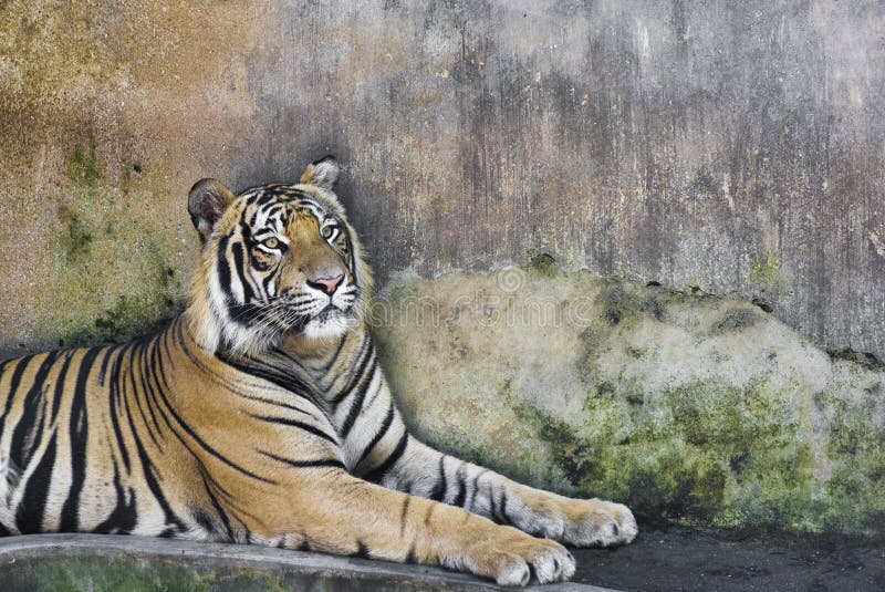 Asian tiger stock image. Image of predator, furry, animal - 3698197