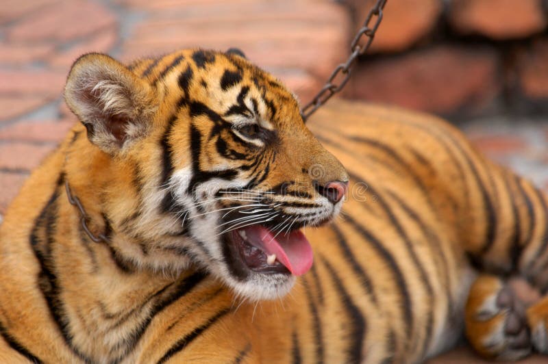 Asian tiger stock photo. Image of beast, animal, exotic - 7653974