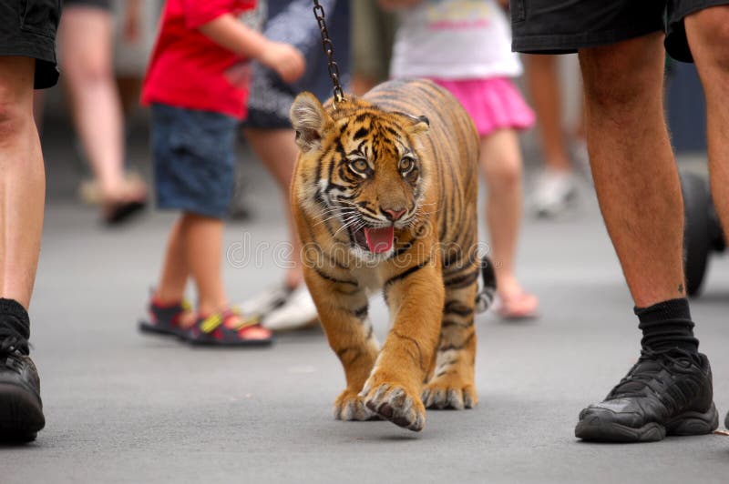 Asian tiger stock image. Image of beautiful, safari, jungle - 7653987