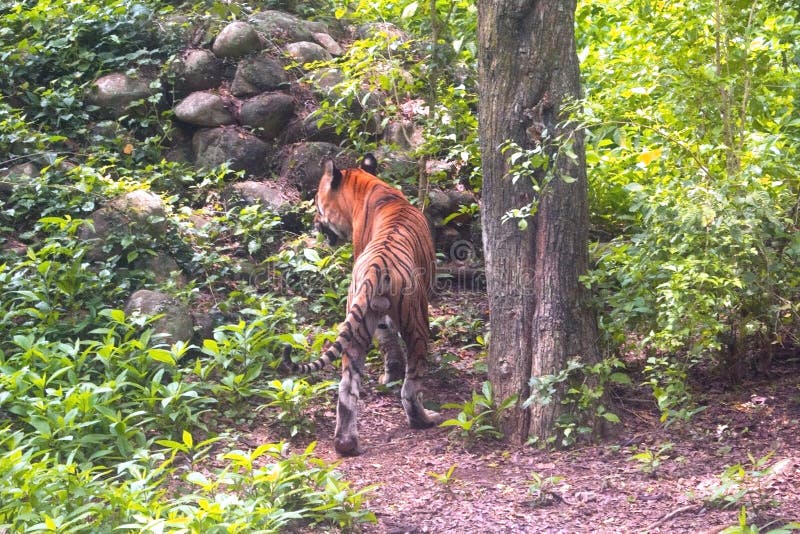 Asian Tiger on Move in Zoological Park, India Stock Image - Image of ...