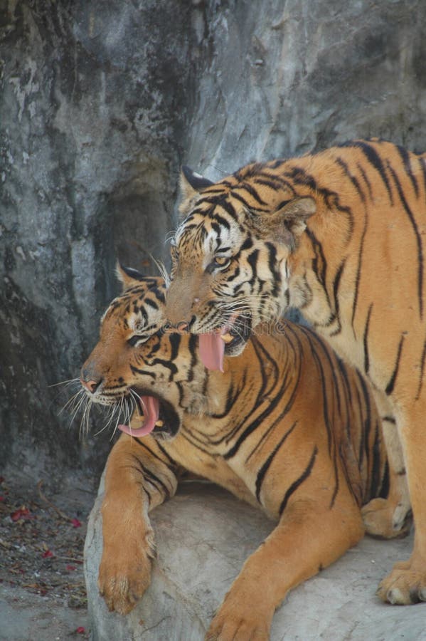 Asian Tiger (Panthera Tigris) Stock Photo - Image of solitary, hunter ...