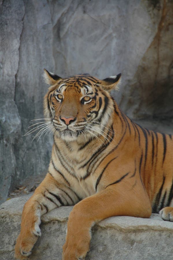 Asian Tiger (Panthera Tigris) Stock Image - Image of hunter, predator ...