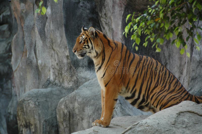 Asian Tiger (Panthera Tigris) Stock Photo - Image of feline, stripes ...