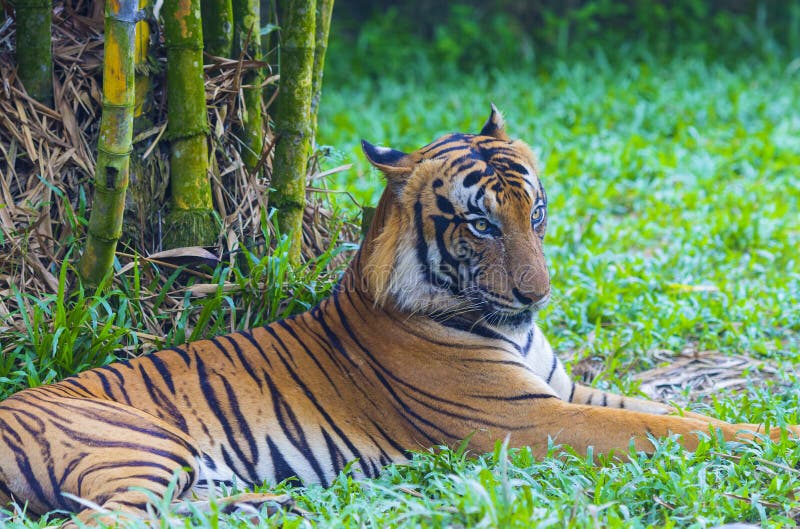 Asian tiger. stock photo. Image of aggression, animal - 49853400