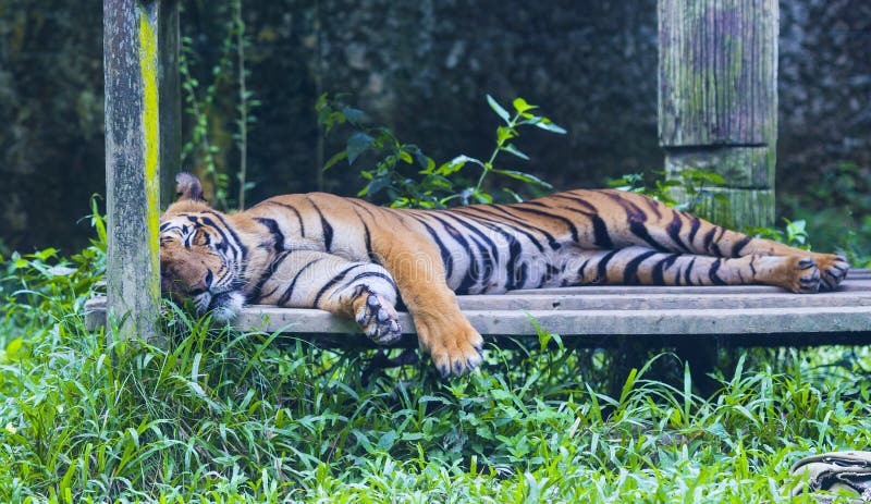 Asian tiger. stock image. Image of beast, feline, hunter - 49853617