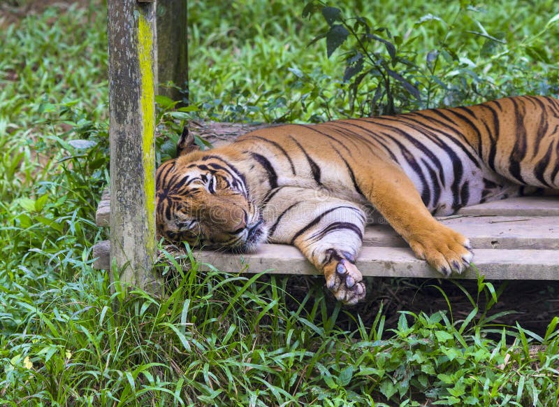 Asian tiger. stock photo. Image of park, conservation - 49853902