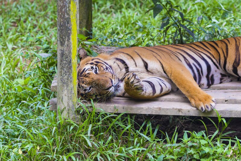 Asian tiger. stock photo. Image of jungle, catch, power - 49854132