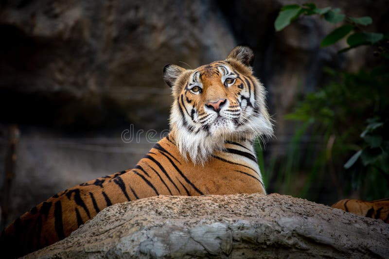 Asian Tiger Resting on Rocks. Stock Photo - Image of portrait, siberian ...