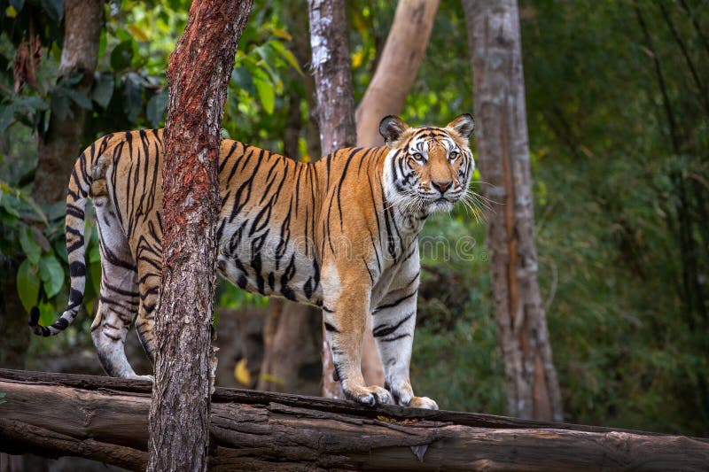Asian tiger on a tree. stock image. Image of panthera - 307497787