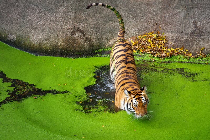 Asian tiger is resting. stock image. Image of wild, head - 277475339