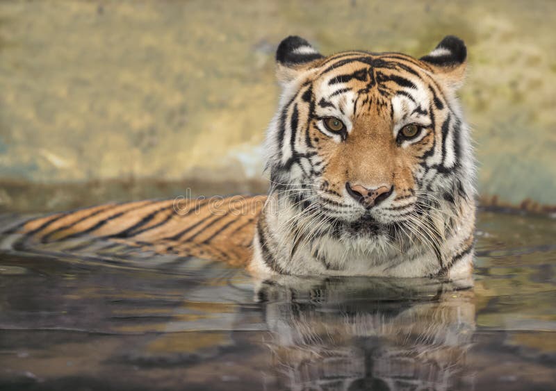 Asian tiger stock image. Image of black, jungle, nature - 33131207