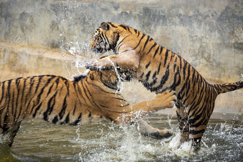 Asian Tigers are Happily Playing. Stock Photo - Image of hunter ...