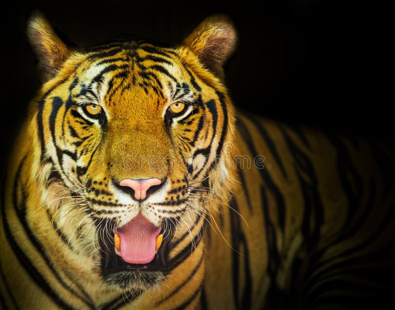 Asian Tigers stock photo. Image of carnivore, beauty - 41383318
