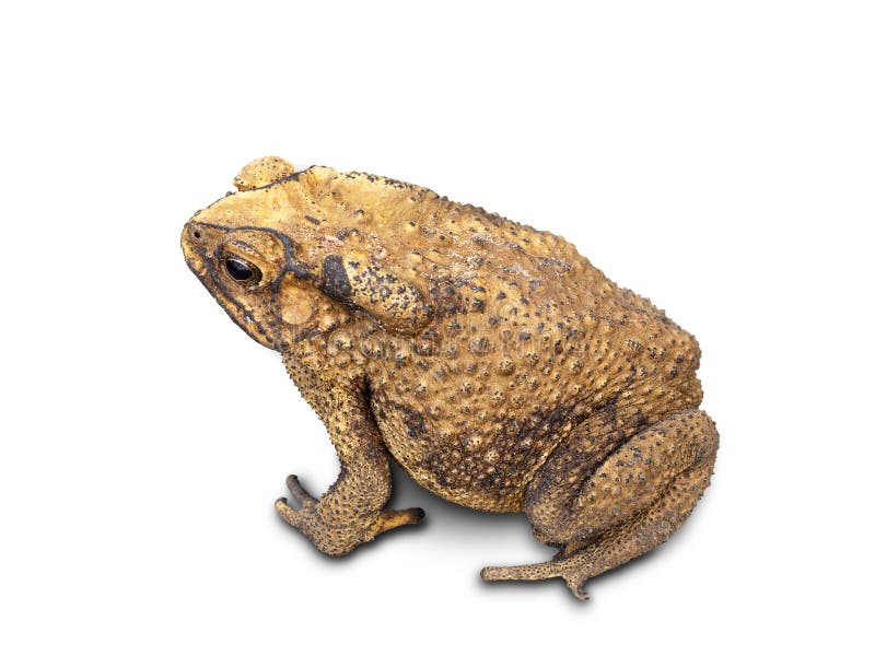 Asian Toad on White Background. Clipping Path Stock Image - Image of ...