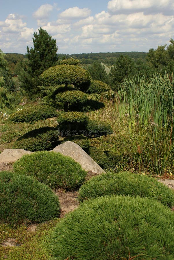 Asian tree stock photo. Image of plants, garden, japanese - 11797660