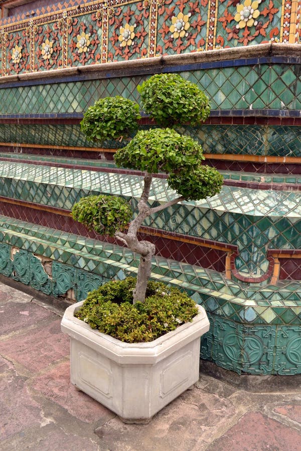 Asian tree stock image. Image of botany, copy, like, plant - 45208809