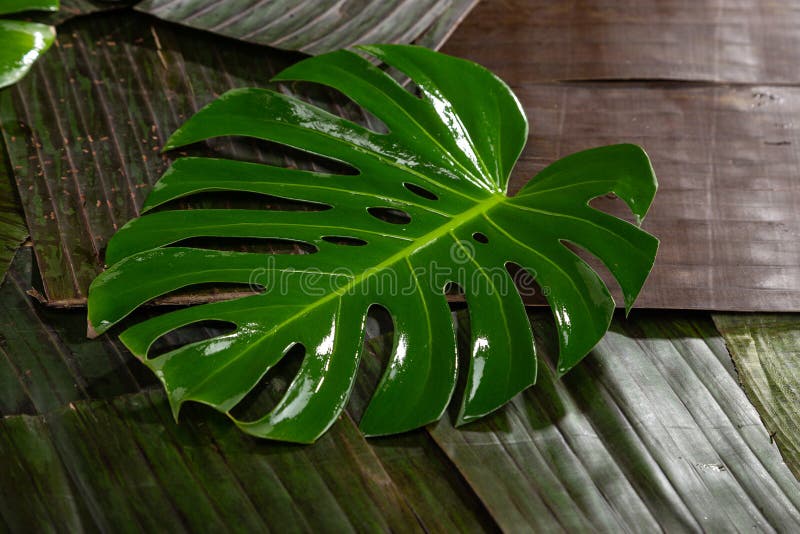 Asian tropical leaves stock image. Image of asian, garden - 171531513