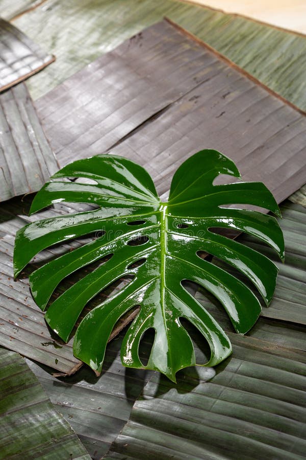 Asian tropical leaves stock photo. Image of garden, design - 171531598