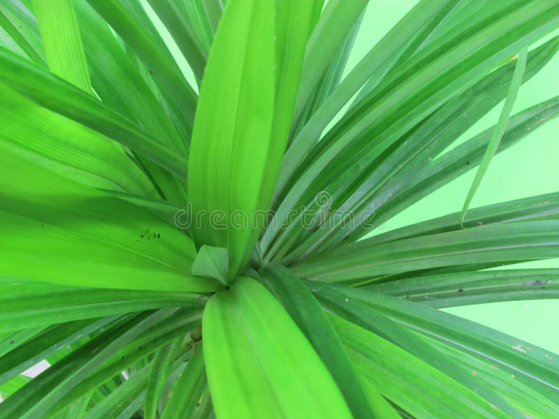 Asian Tropical Plant, Pandan or Pandanus Tree Stock Image - Image of ...